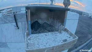 Falcon Program | Mayo Clinic Falcon Program