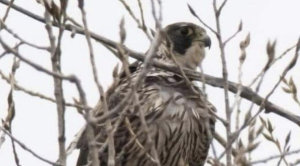 Falcon Program | Mayo Clinic Falcon Program