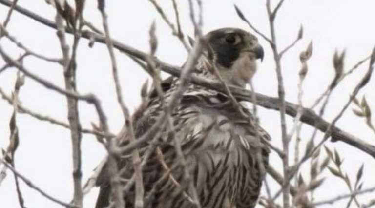 Falcon Program | Mayo Clinic Falcon Program