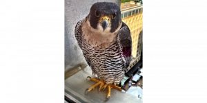 Falcon Program | Mayo Clinic Falcon Program