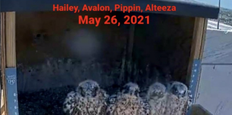 Falcon Program | Mayo Clinic Falcon Program