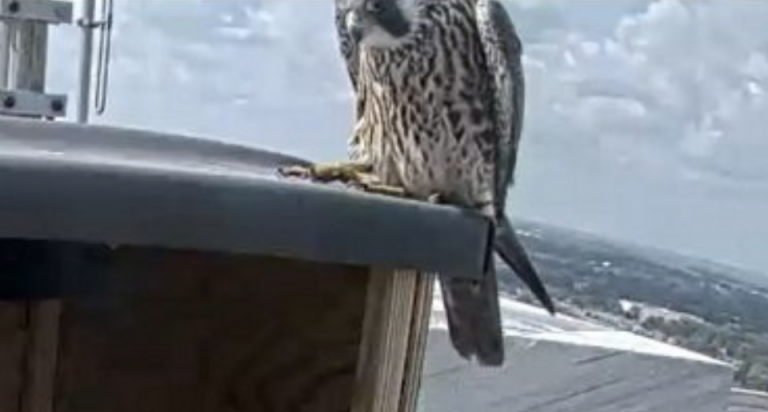 Falcon Program | Mayo Clinic Falcon Program