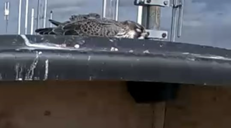 Falcon Program | Mayo Clinic Falcon Program