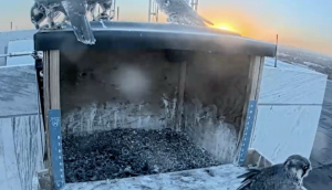 Falcon Program | Mayo Clinic Falcon Program