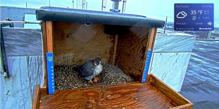 Falcon Program | Mayo Clinic Falcon Program