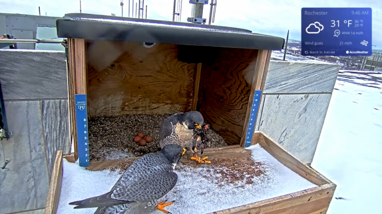 Falcon Program | Mayo Clinic Falcon Program