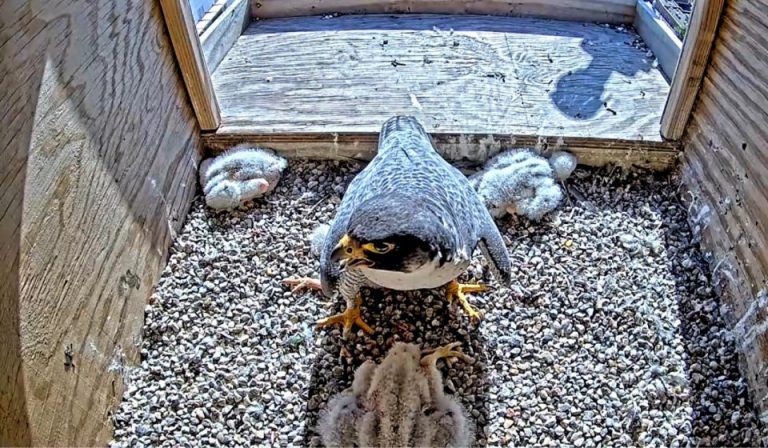 Falcon Program | Mayo Clinic Falcon Program