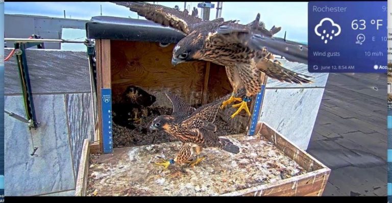 Falcon Program | Mayo Clinic Falcon Program