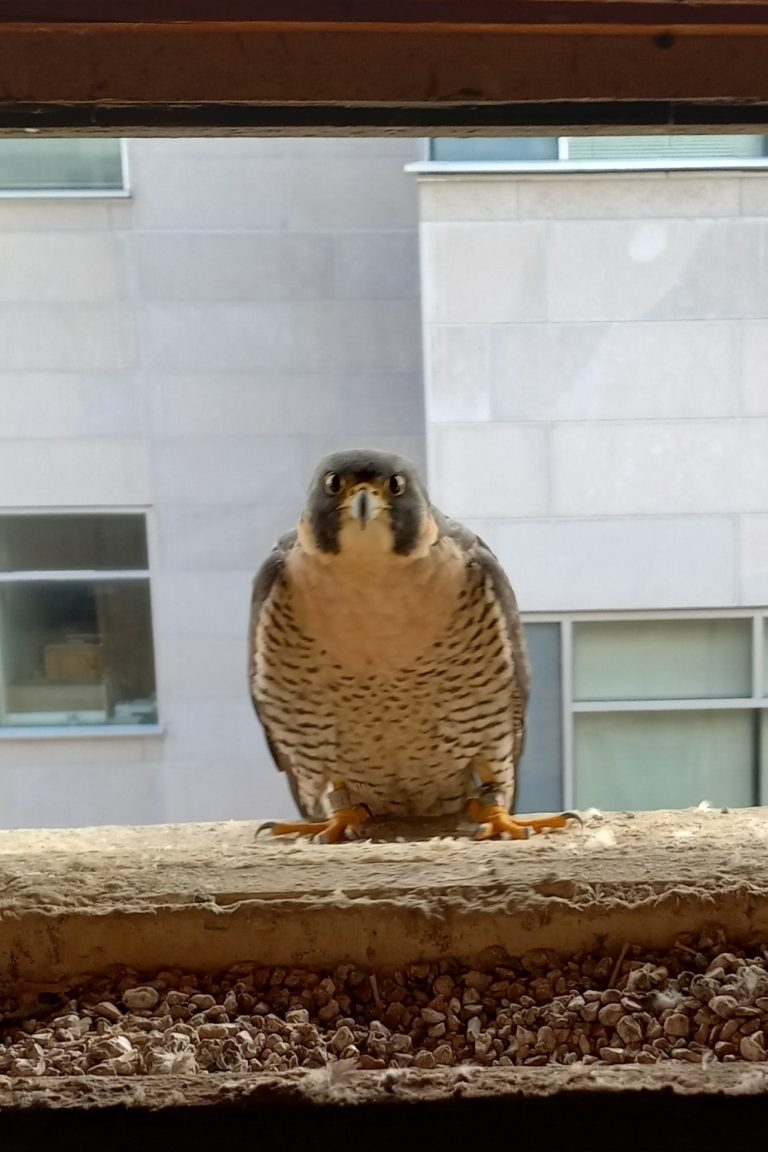 Falcon Program | Mayo Clinic Falcon Program