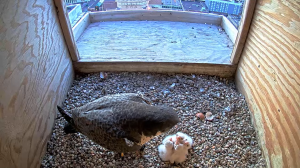 Falcon Program | Mayo Clinic Falcon Program