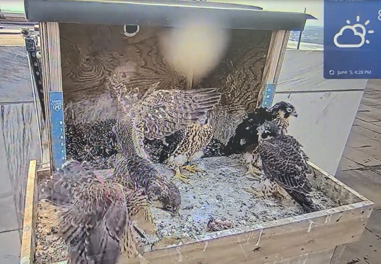 Falcon Program | Mayo Clinic Falcon Program