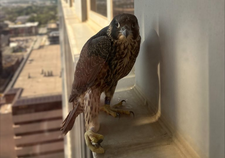 Falcon Program | Mayo Clinic Falcon Program
