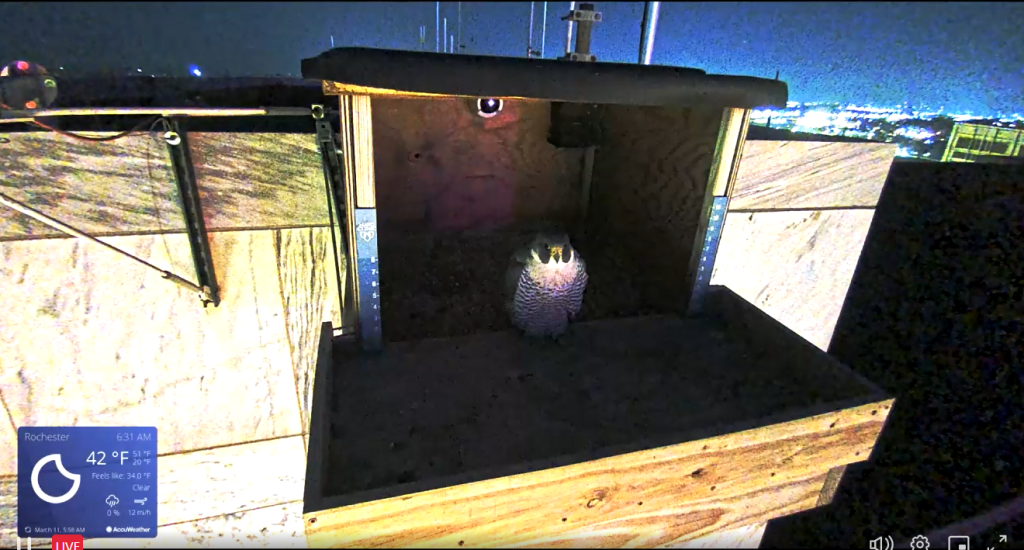 Falcon Program | Mayo Clinic Falcon Program