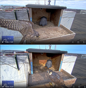 Falcon Program | Mayo Clinic Falcon Program