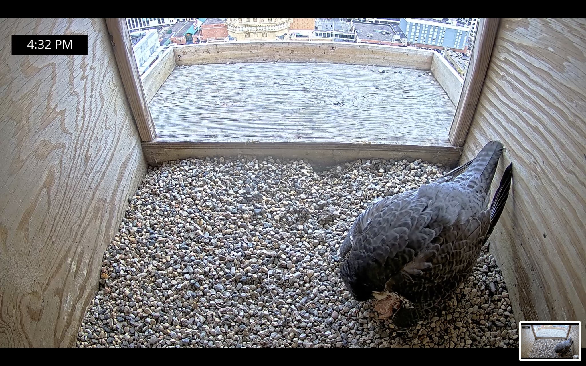 Mayo Clinic Falcon Program Recap 2024