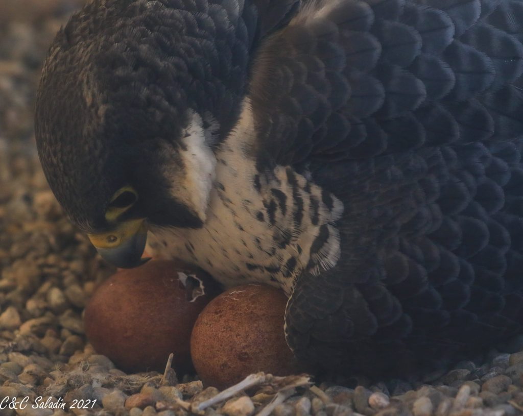 Falcon Program | Mayo Clinic Falcon Program