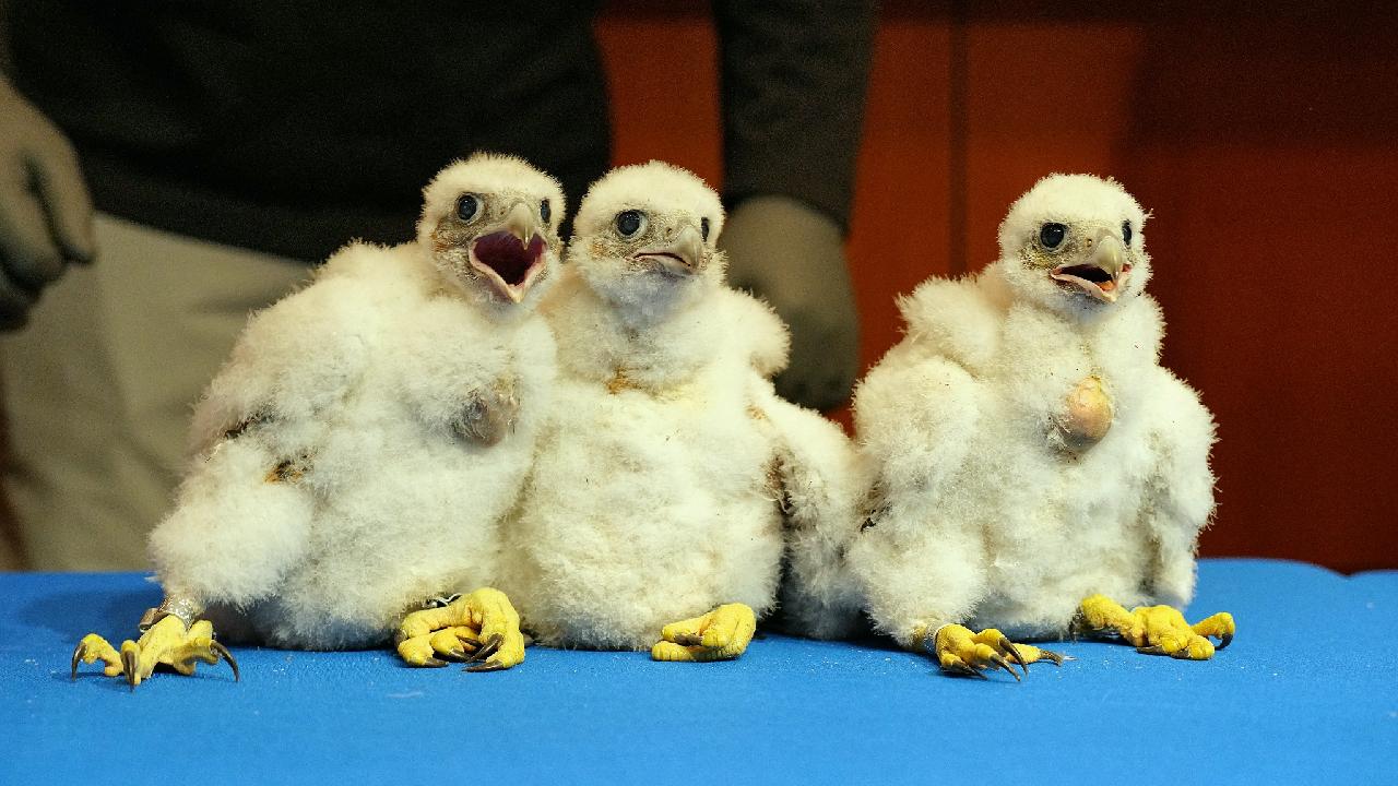 Mayo Clinic Falcon Program Recap 2024