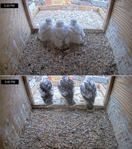 Mayo Clinic Falcon Program Recap 2024