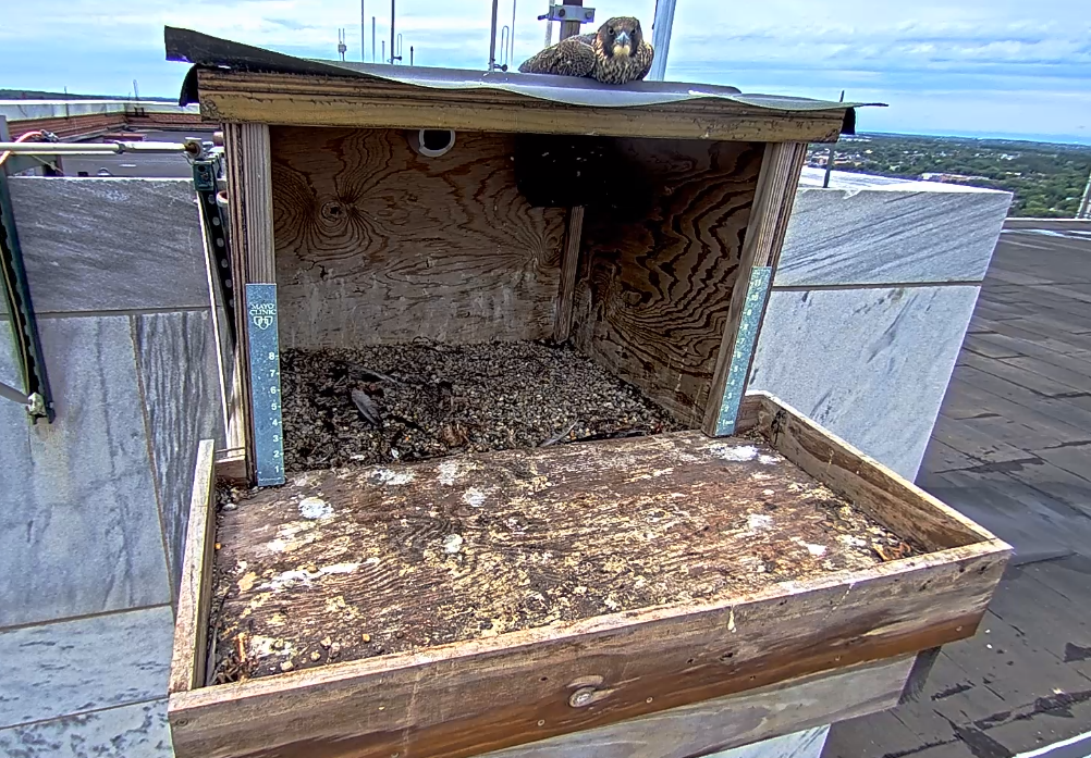 Mayo Clinic Falcon Program Recap 2024