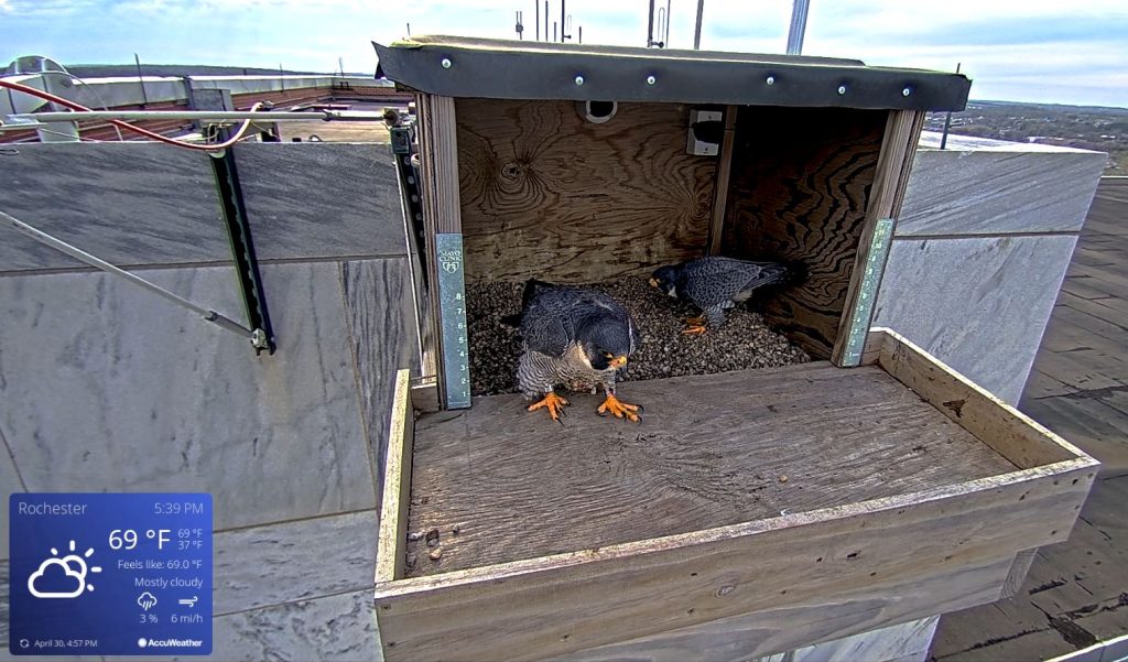 Falcon Program | Mayo Clinic Falcon Program