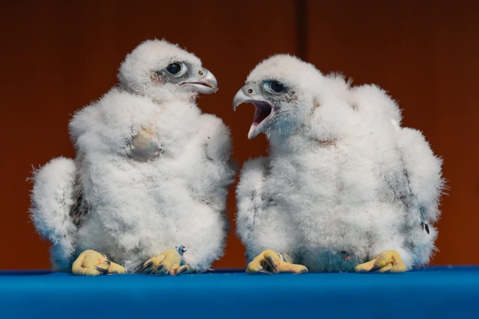 2025 Falcon Program Recap