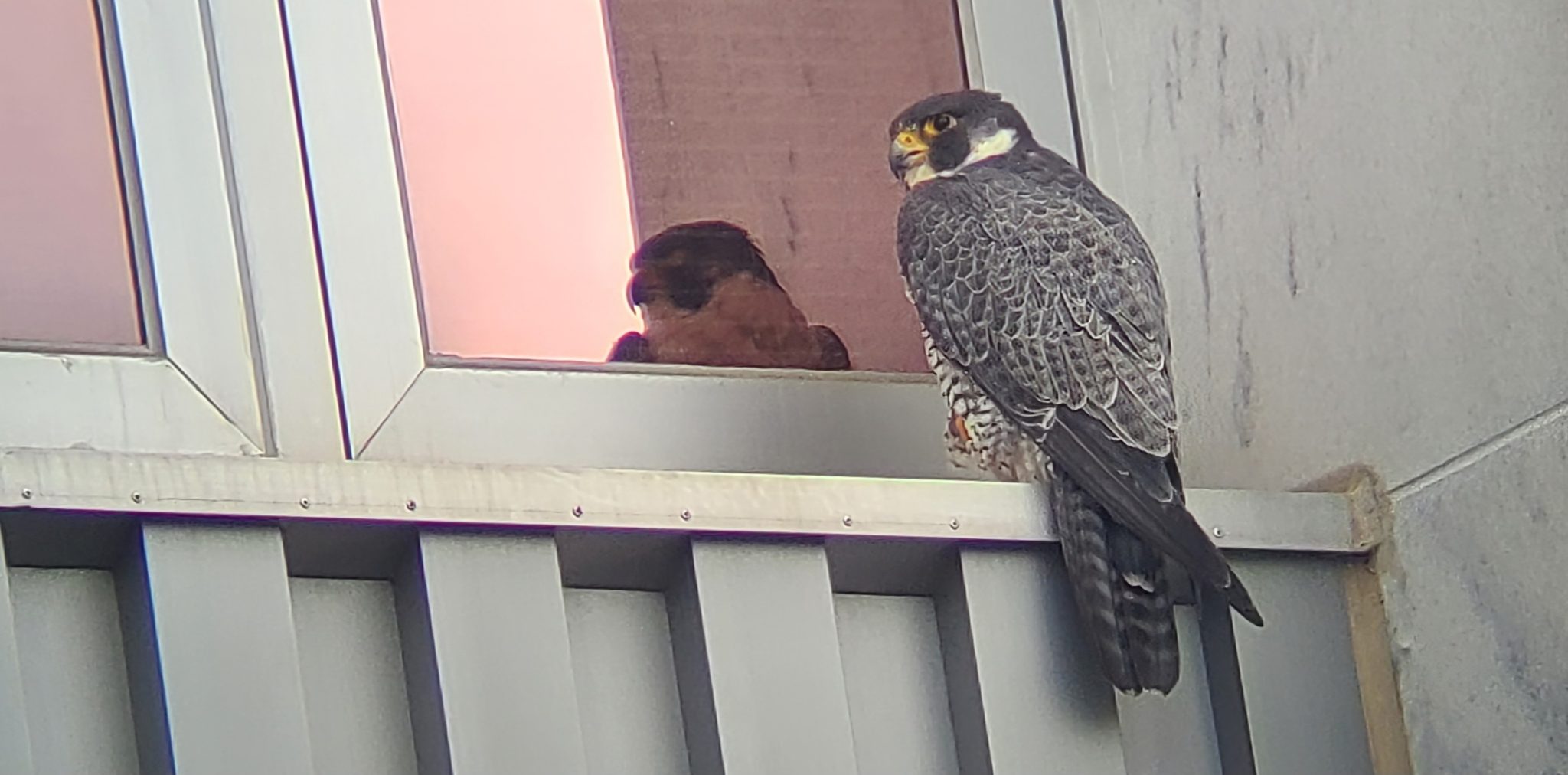 2025 Falcon Program Recap