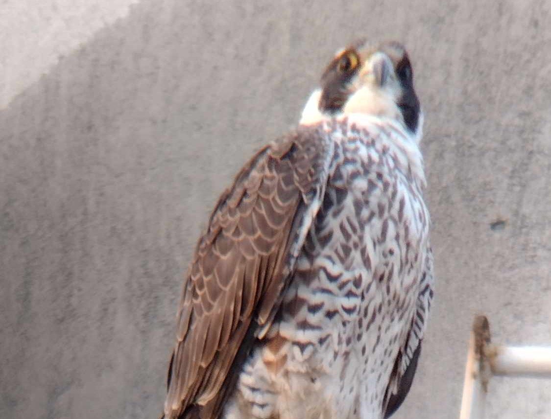 Falcon Program | Mayo Clinic Falcon Program